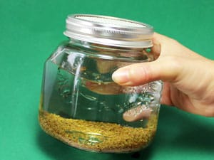 Keimen im Glas: Ausführliche Anleitung für kleine bis große Saaten ...